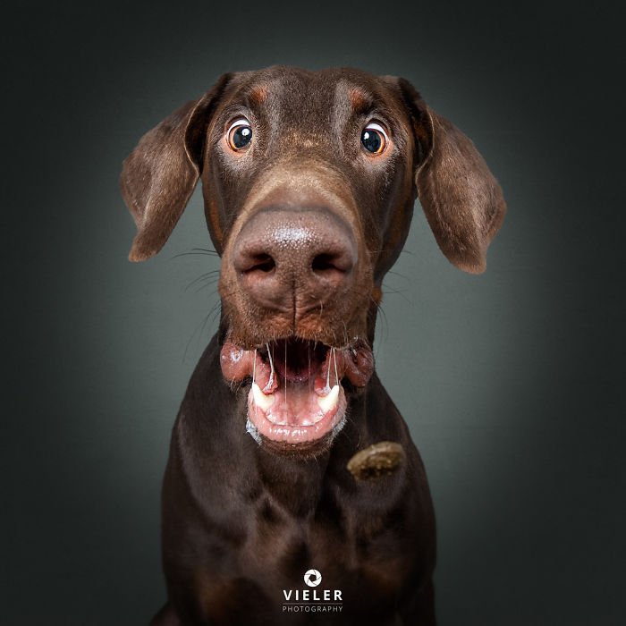 20 hilarious photos of dogs catching treats - Blog - 89.9 The Wave 20 hilarious photos of dogs catching treats - Blog - 89.9 The Wave